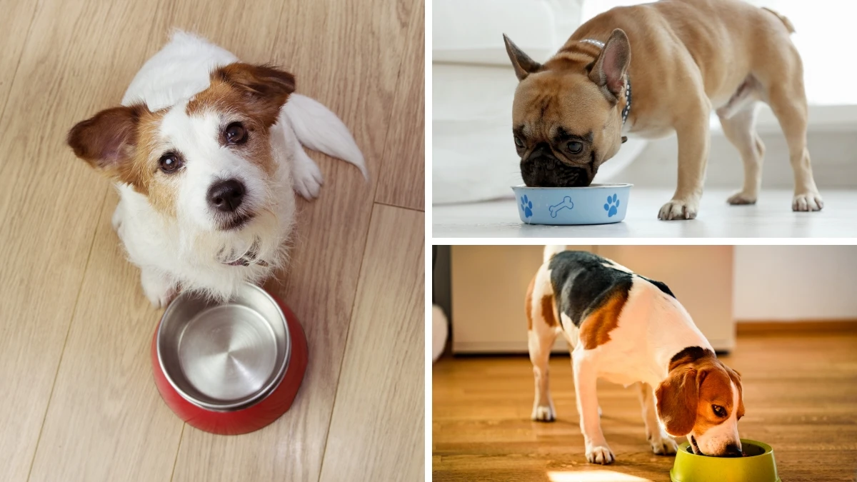 The Best Beef-Based Dog Food Brands - Bontena Brand Network